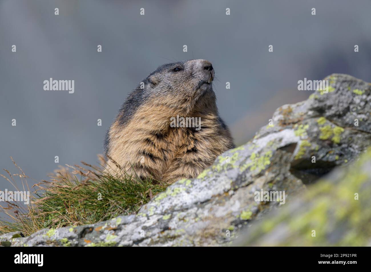 Alpine marmot (Marmota marmota), resting in front of its burrow, Hohe ...