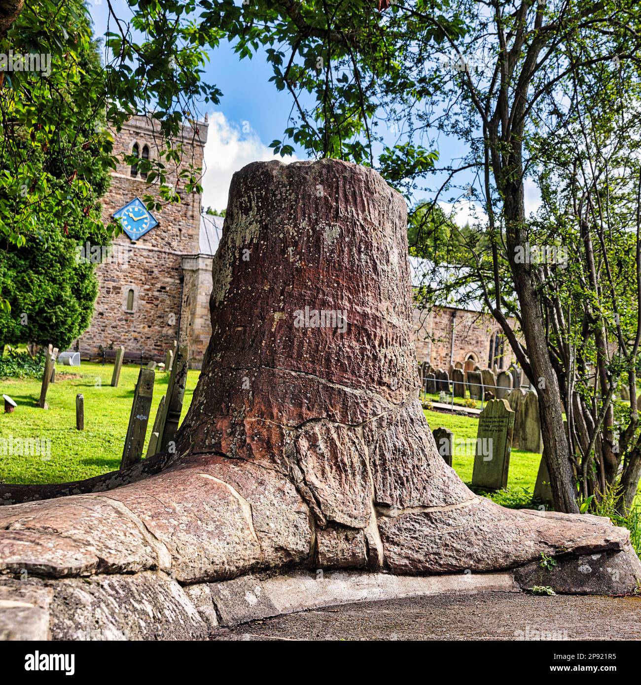 Fossil tree stump, petrified tree, seal tree, Sigillaria, Stanhope ...
