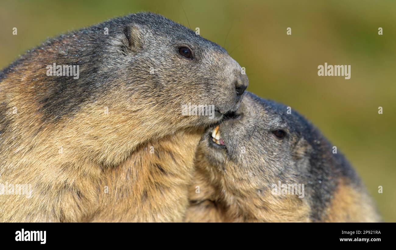 Alpine marmot (Marmota marmota), two animals cuddling, Hohe Tauern ...
