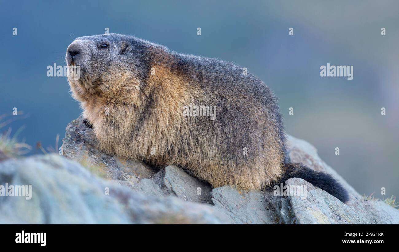 Alpine marmot (Marmota marmota), resting on a stone, Hohe Tauern ...