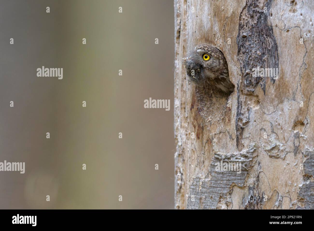 Pygmy Owl (Glaucidium passerinum), female cleaning the nest cavity ...