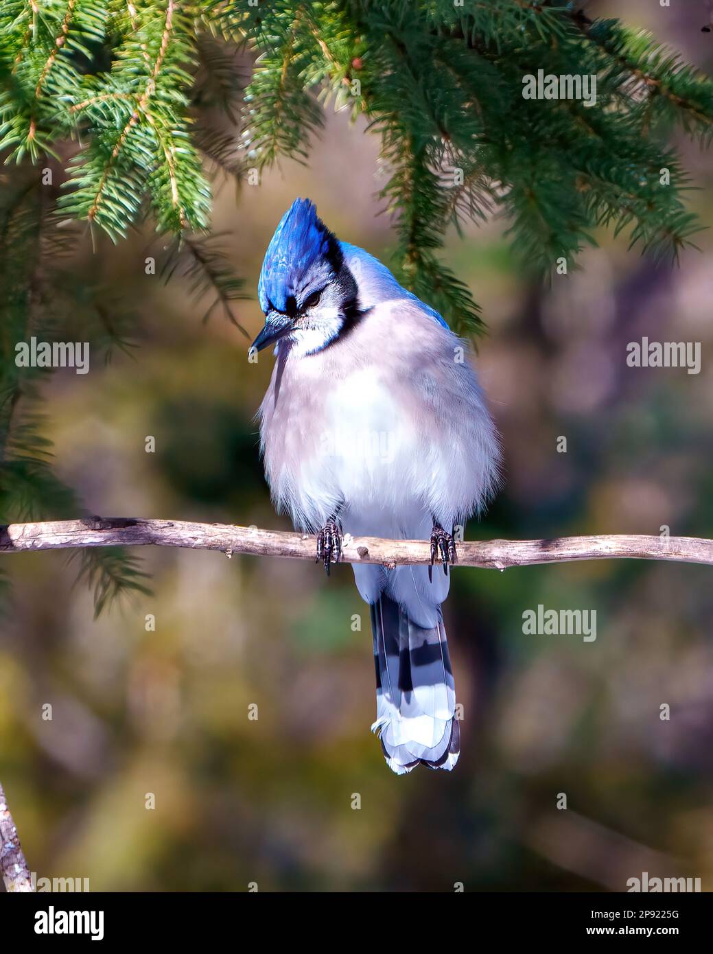 Blue Jay profile front view perched on a branch displaying blue colour feather plumage with blur ...