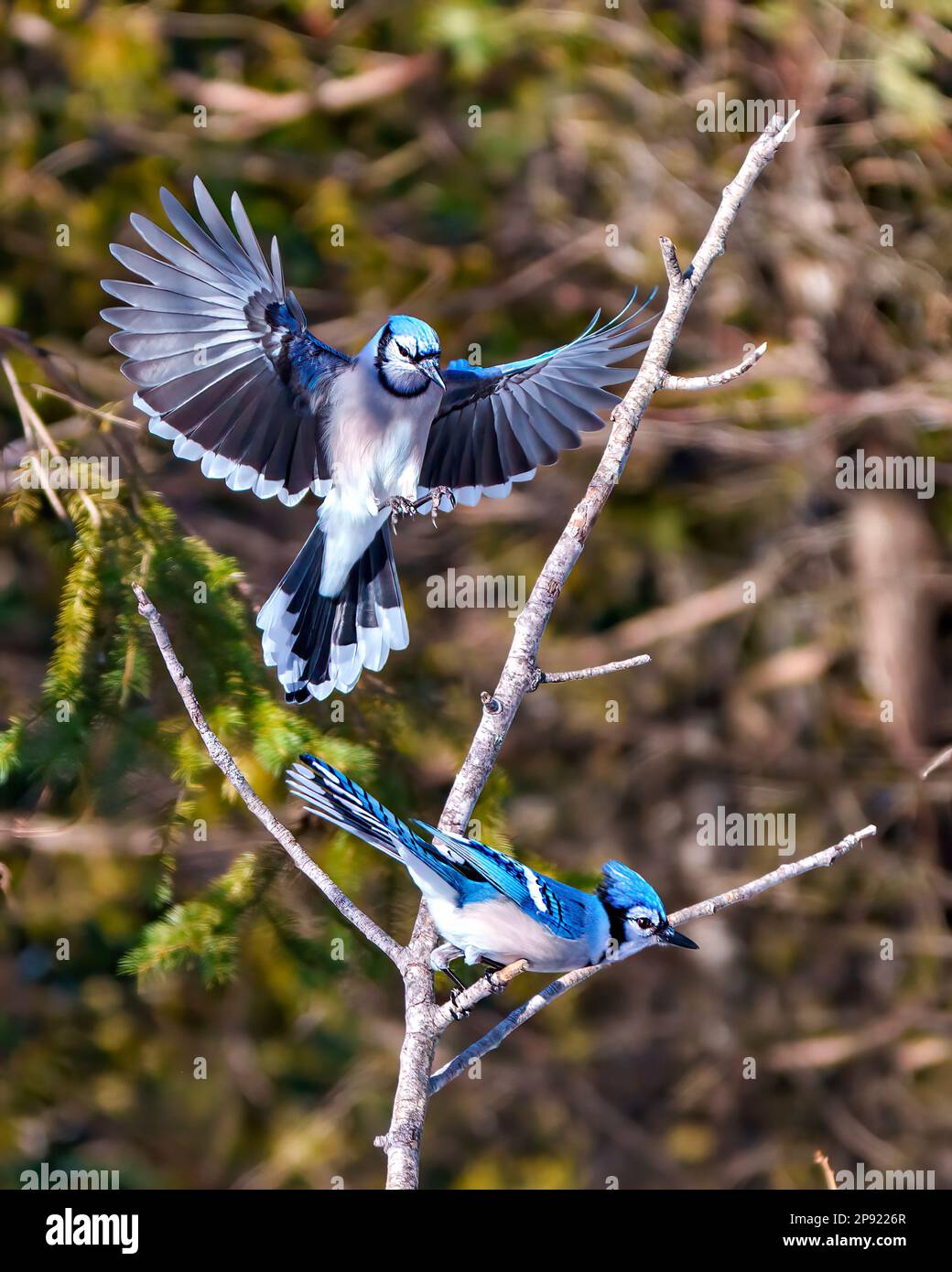 Blue Jay flying over another bird perched on a branch displaying blue colour feather plumage ...