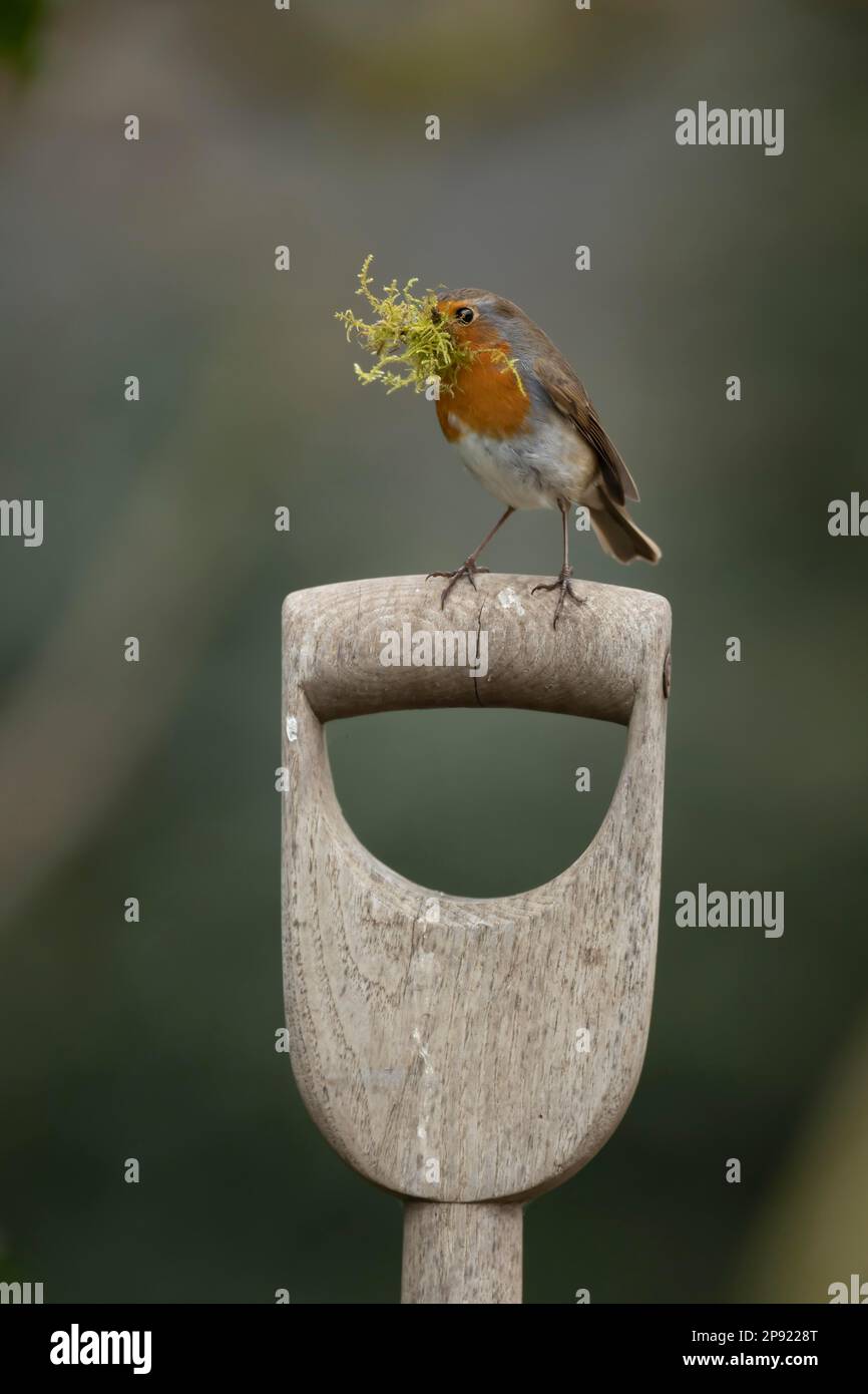 European robin (Erithacus rubecula) adult bird with nesting material in ...