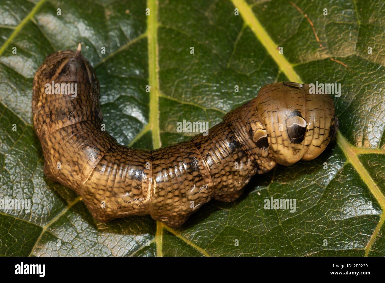 Medium vine hawk moth caterpillar sitting curved on green leaf seen ...