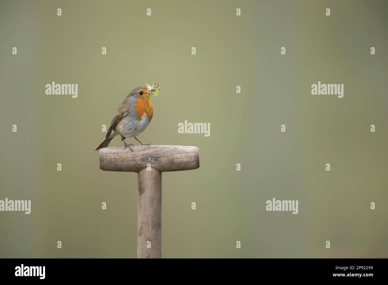 European robin (Erithacus rubecula) adult bird with nesting material in ...