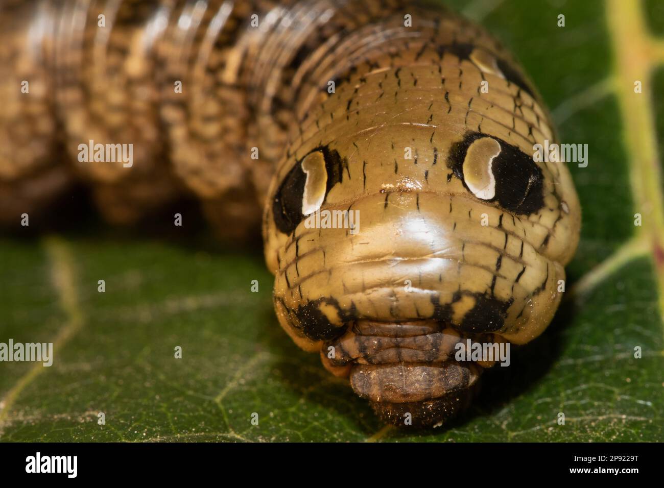 Medium vine hawk moth caterpillar sitting on green leaf looking from ...