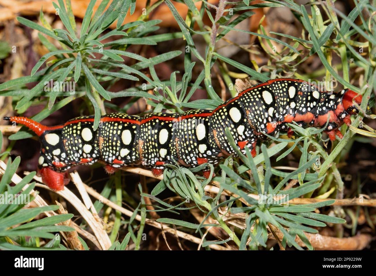 Spurge hawk moth red caterpillar sitting on green leaves right sighted ...