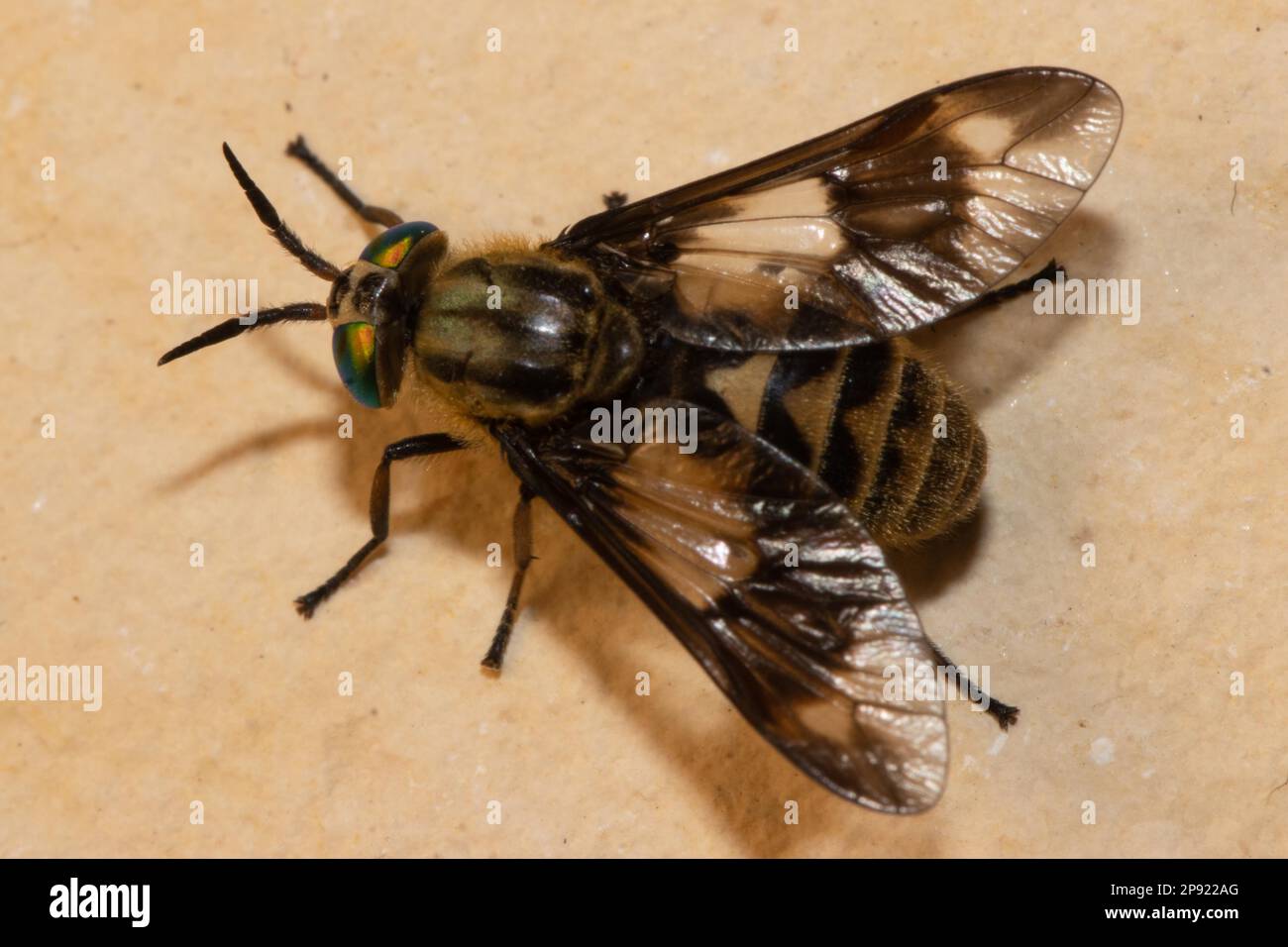 Golden-eyed gadfly sitting on stone slab looking left Stock Photo - Alamy