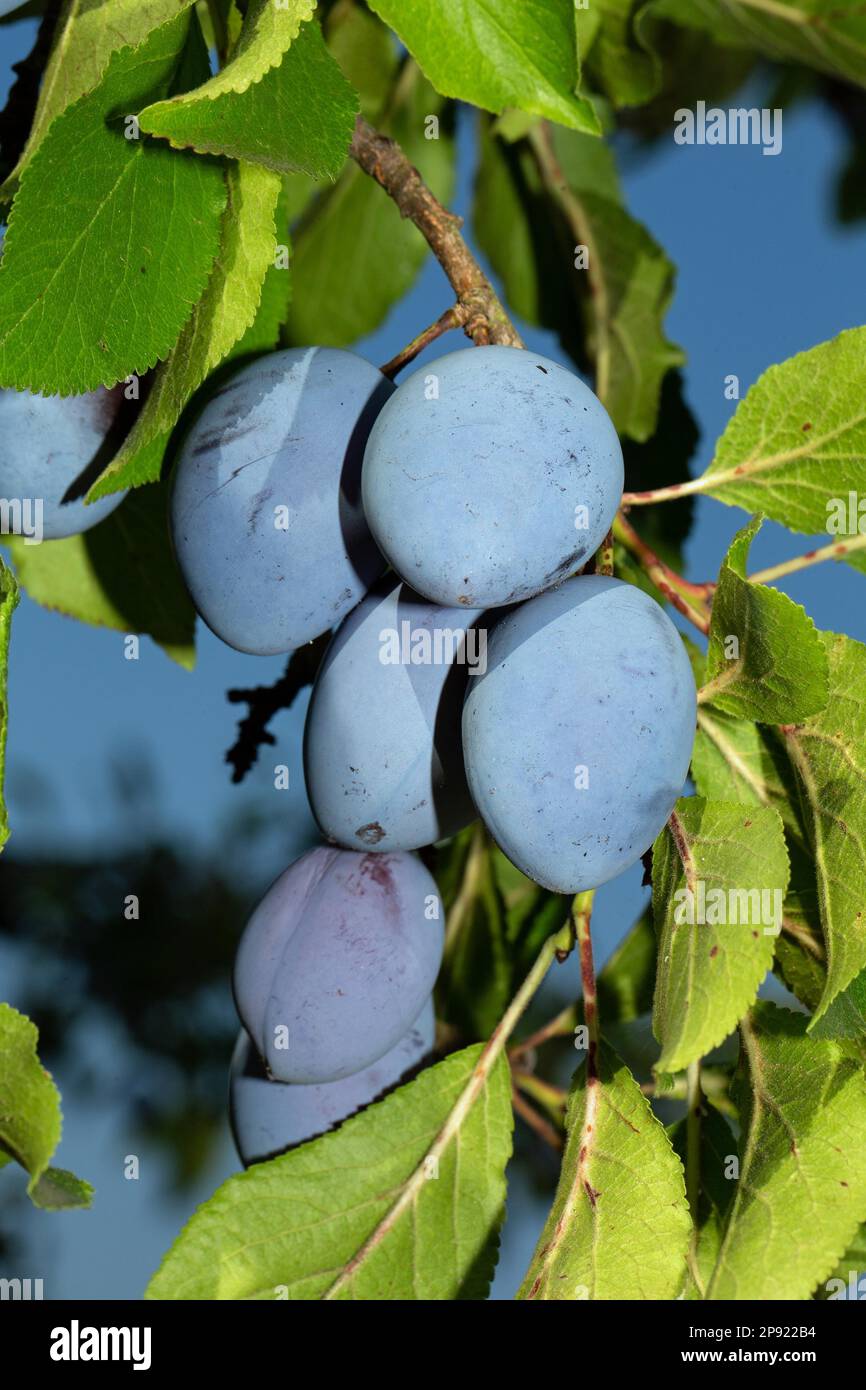 Plum tree branch with some blue fruits and green leaves against blue ...
