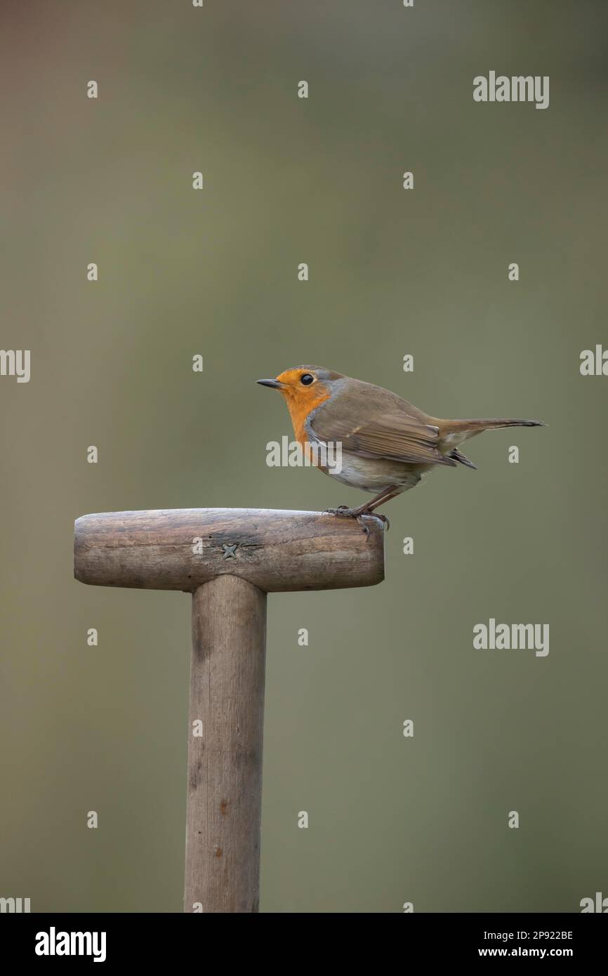 European robin (Erithacus rubecula) adult bird on a garden fork handle ...