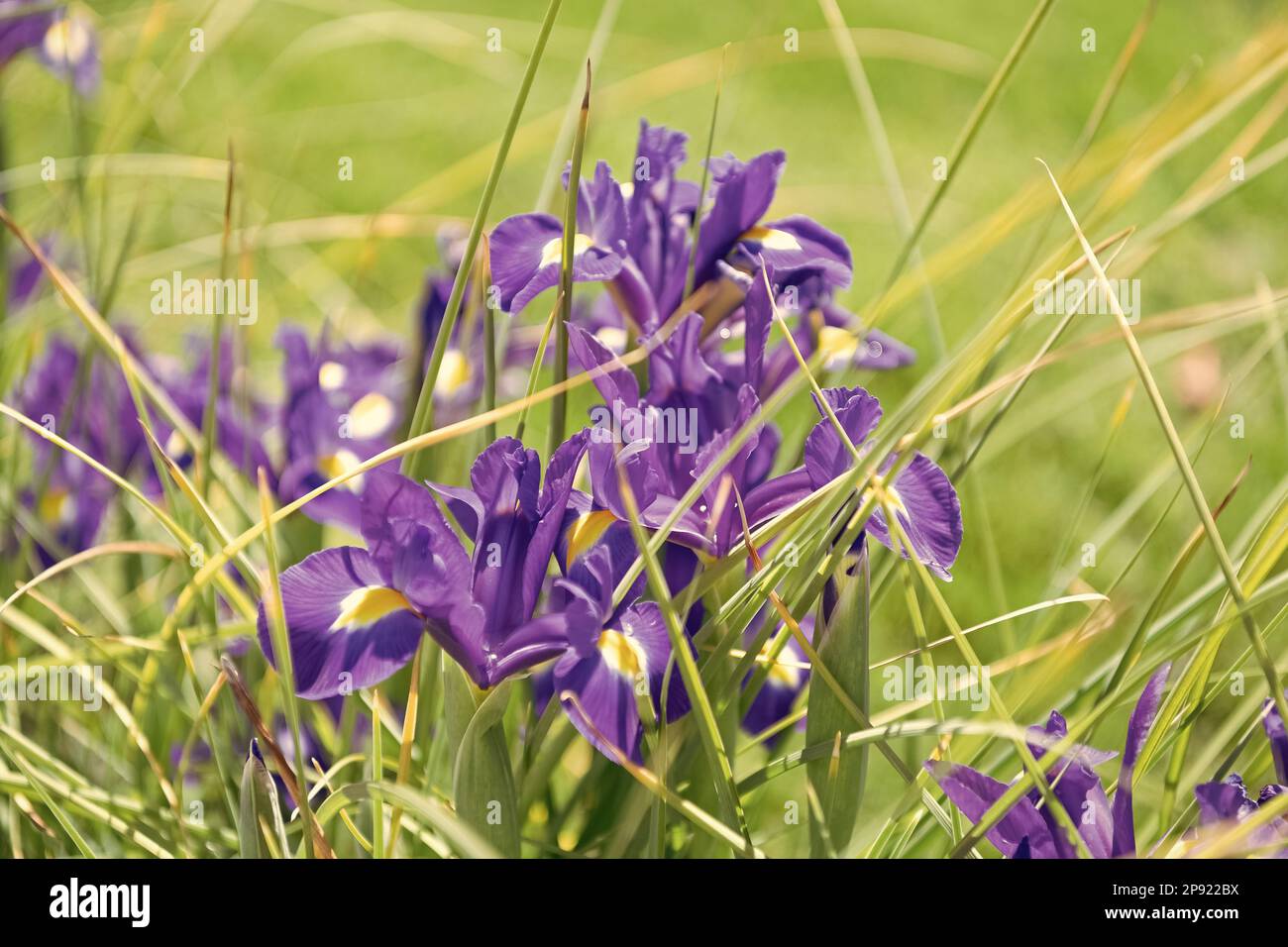 violet iris spring flowers on green natural background Stock Photo - Alamy
