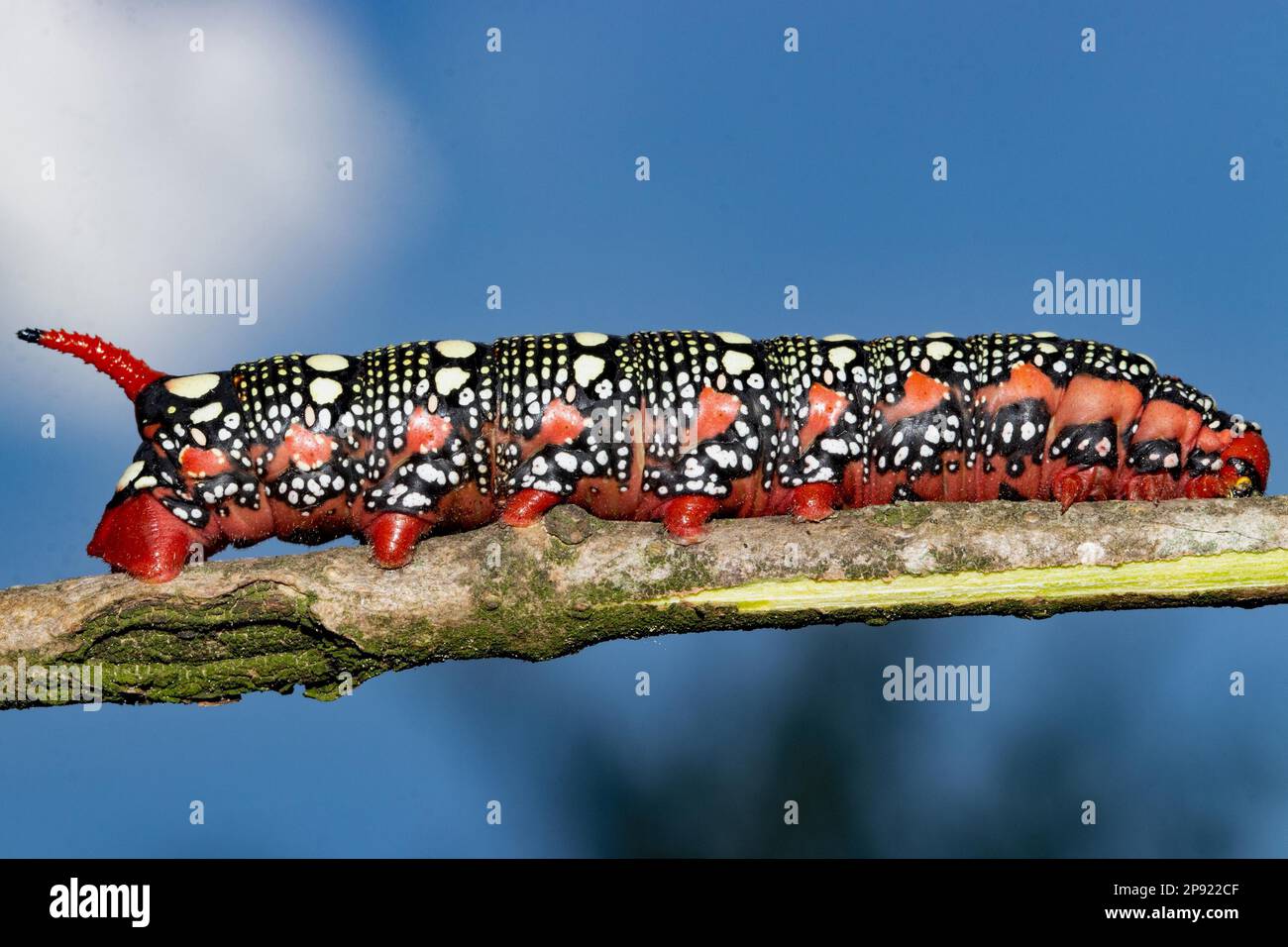 Spurge hawk moth red caterpillar sitting on branch right looking in ...