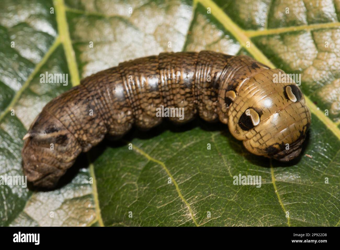 Medium vine hawk moth caterpillar sitting curved on green leaf seen ...