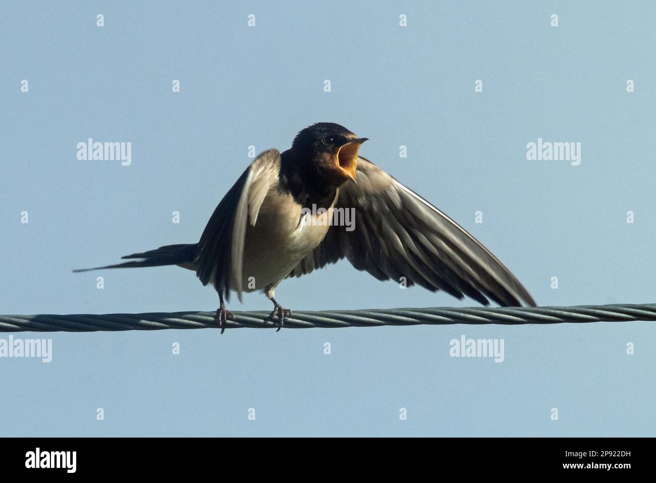 Barn Swallow Young bird with open beak and open wings sitting on wire ...