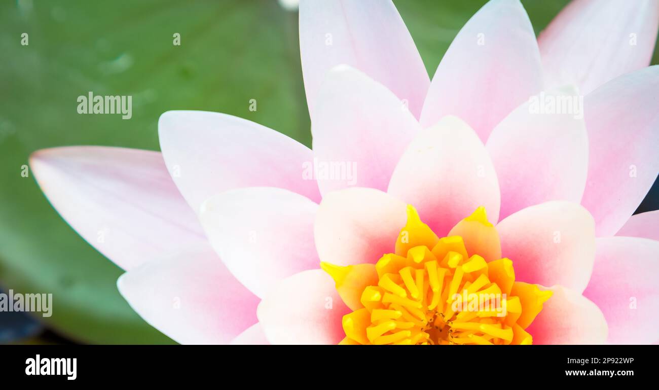 This is a living water lily (no studio photo) with natural sunlight ...