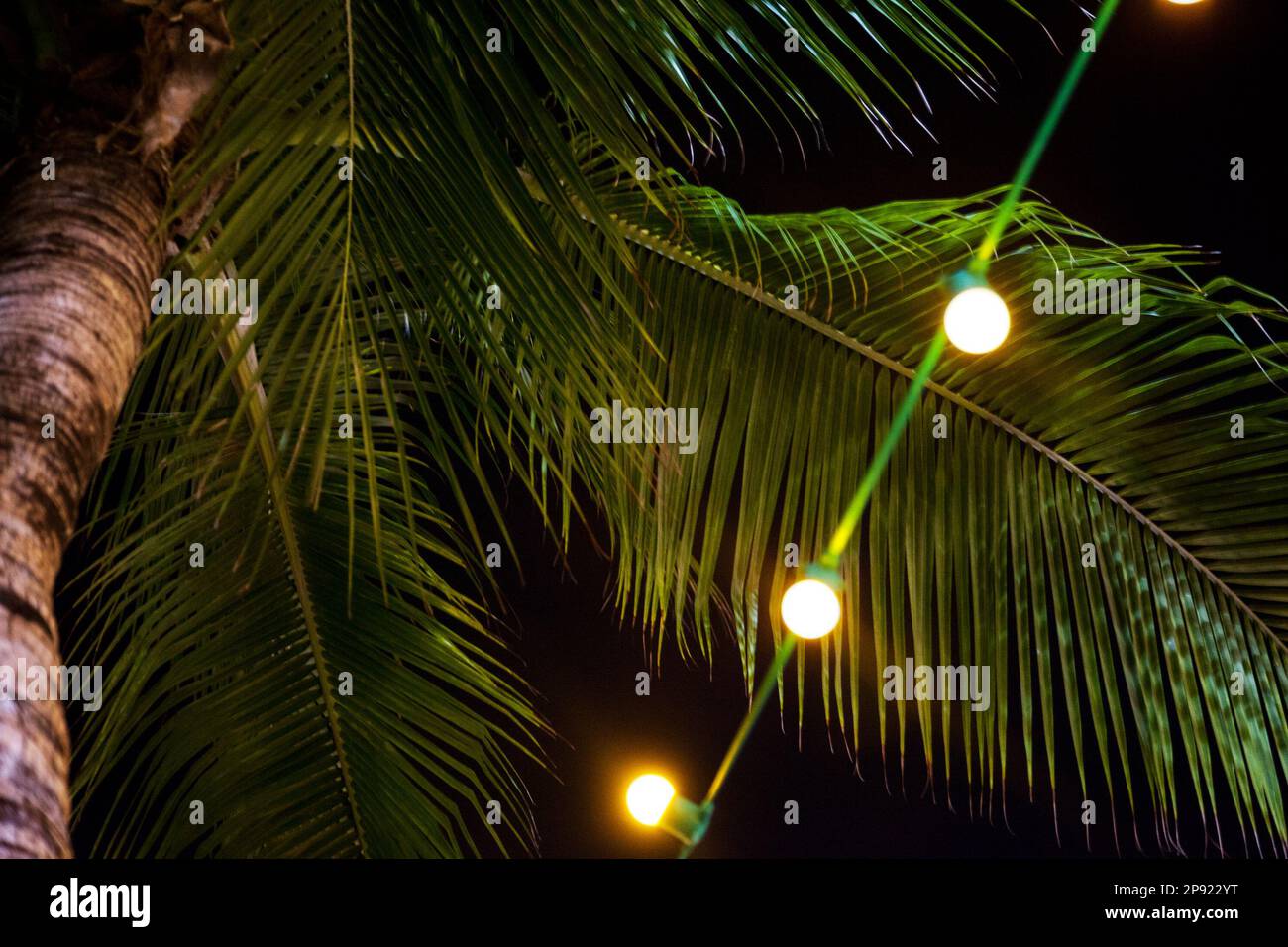 Palm Tree Party Lights LED Lighted Palm Tree 6FT Tropical Party