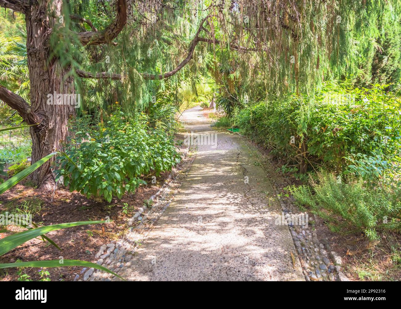 Relaxing and peaceful pathway in botanical garden during summer season ...
