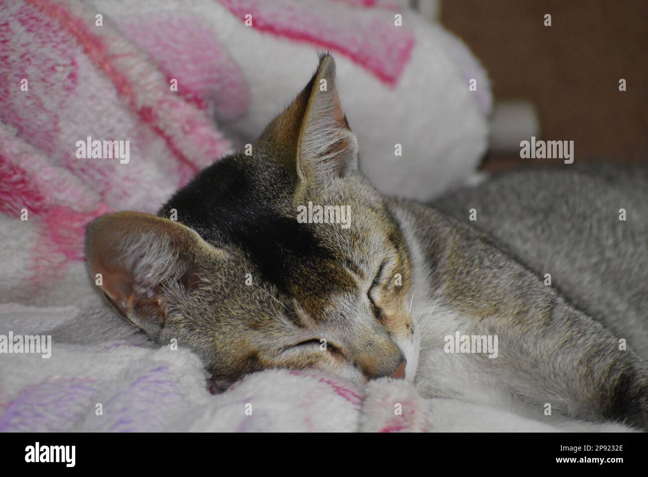 Indian domestic cat hi-res stock photography and images - Alamy