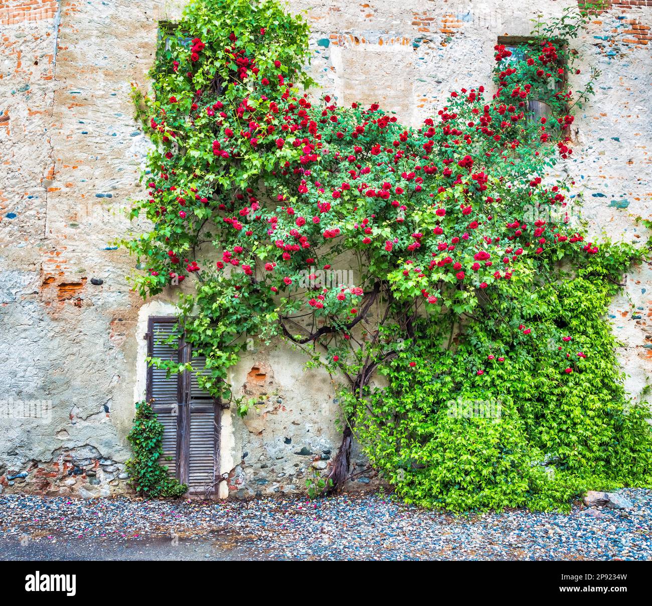 Romantic antique roses during summer season. The location is grungy and ...