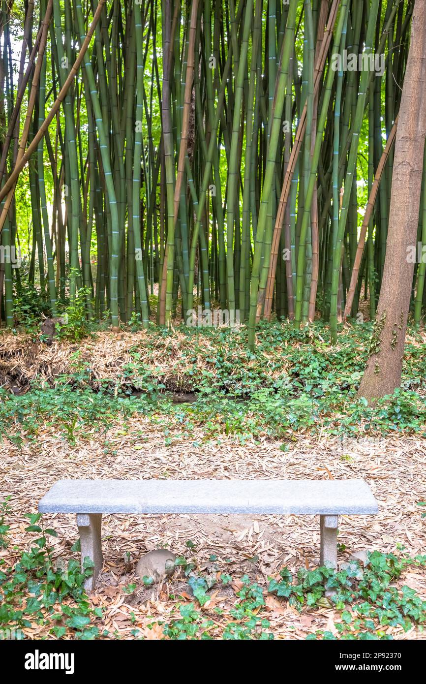 Bamboo botanical garden. Useful concept for zen, environment and green ...
