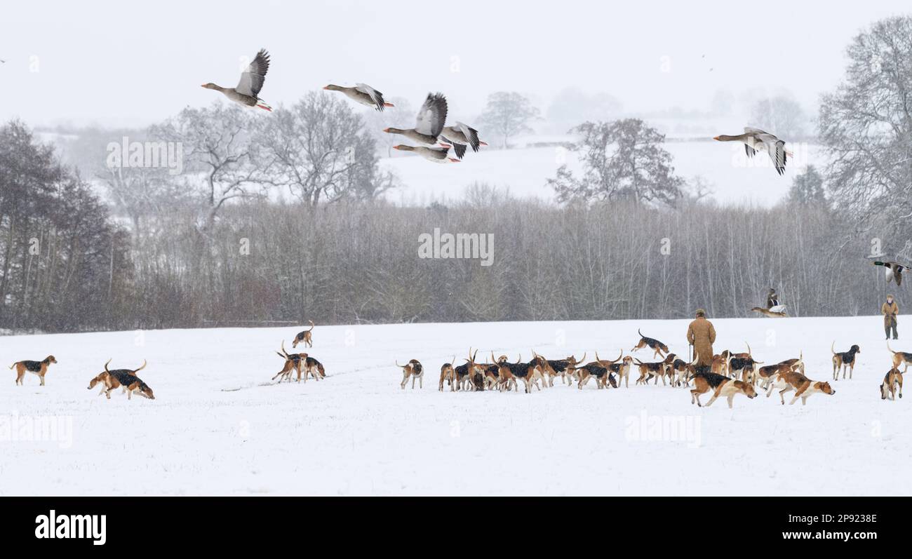 The Belvoir Hunt Hounds exercise in the snow, Friday 10 March 2023 ...