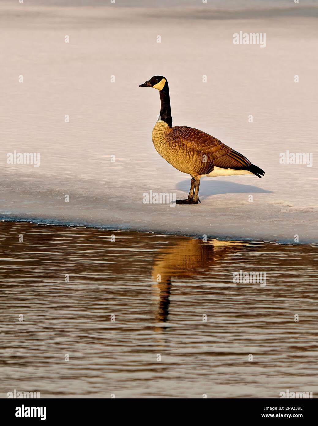 Canada Goose on early February standing on ice water with reflection on ...