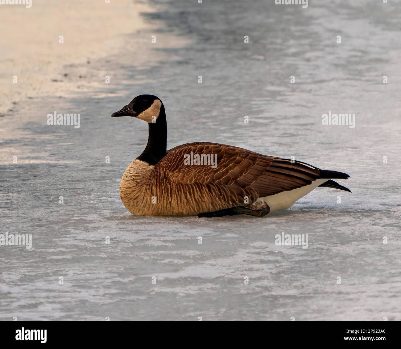 Canada Goose on early February sitting on ice water with a side view in ...