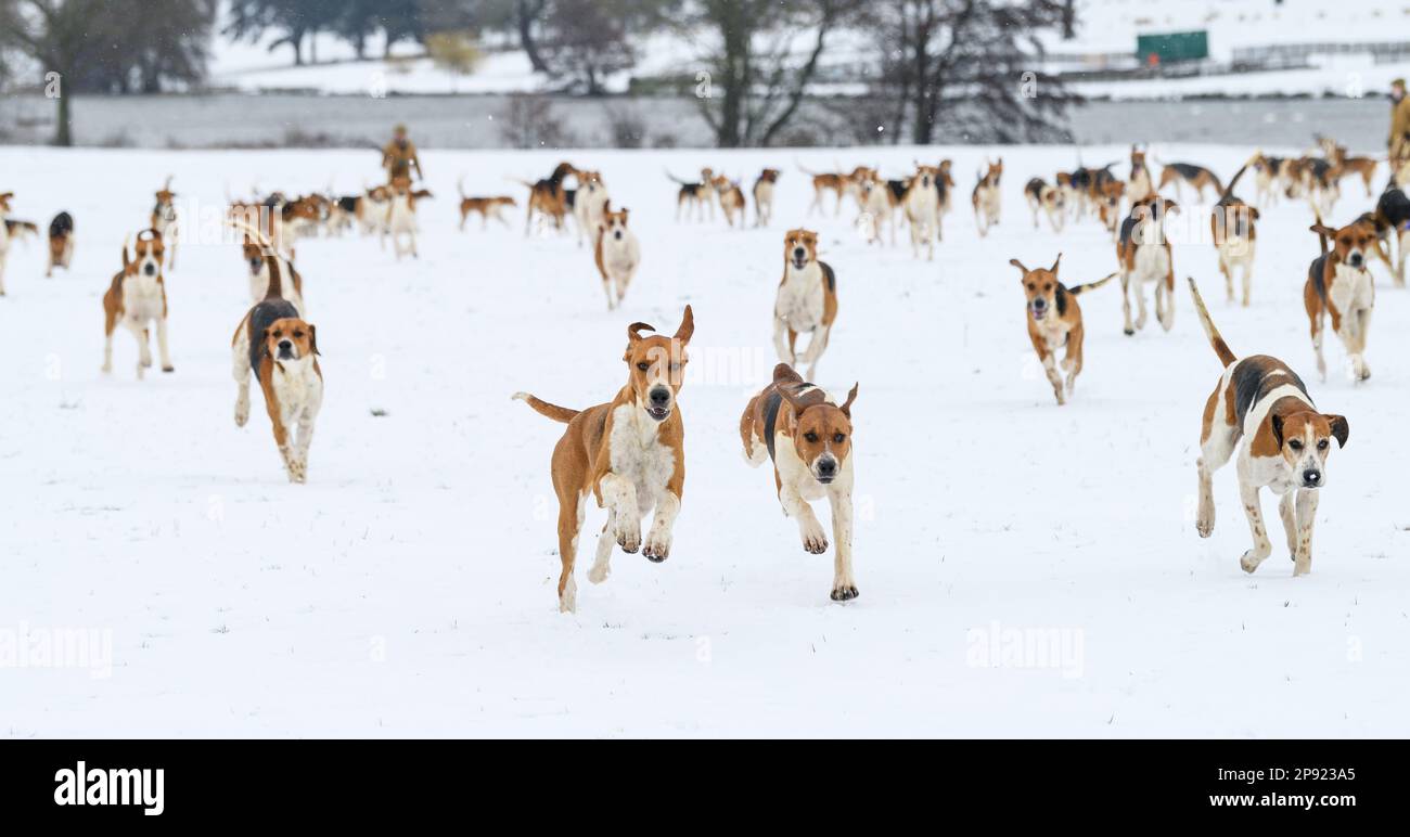 The Belvoir Hunt Hounds exercise in the snow, Friday 10 March 2023 ...