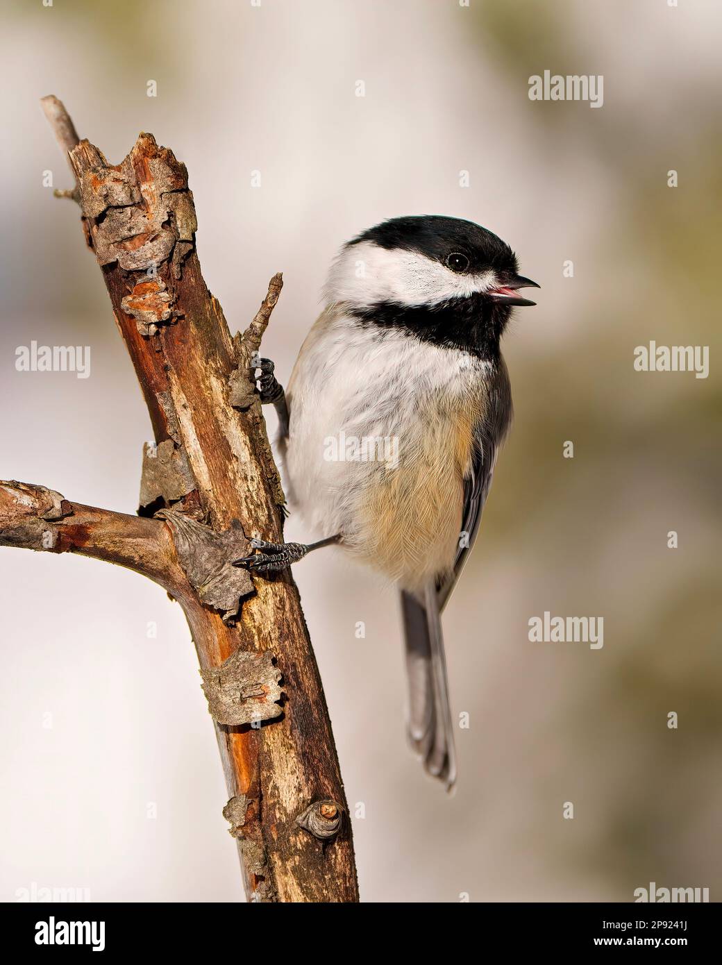 Chickadee close-up profile view perching on a twig with blur background ...