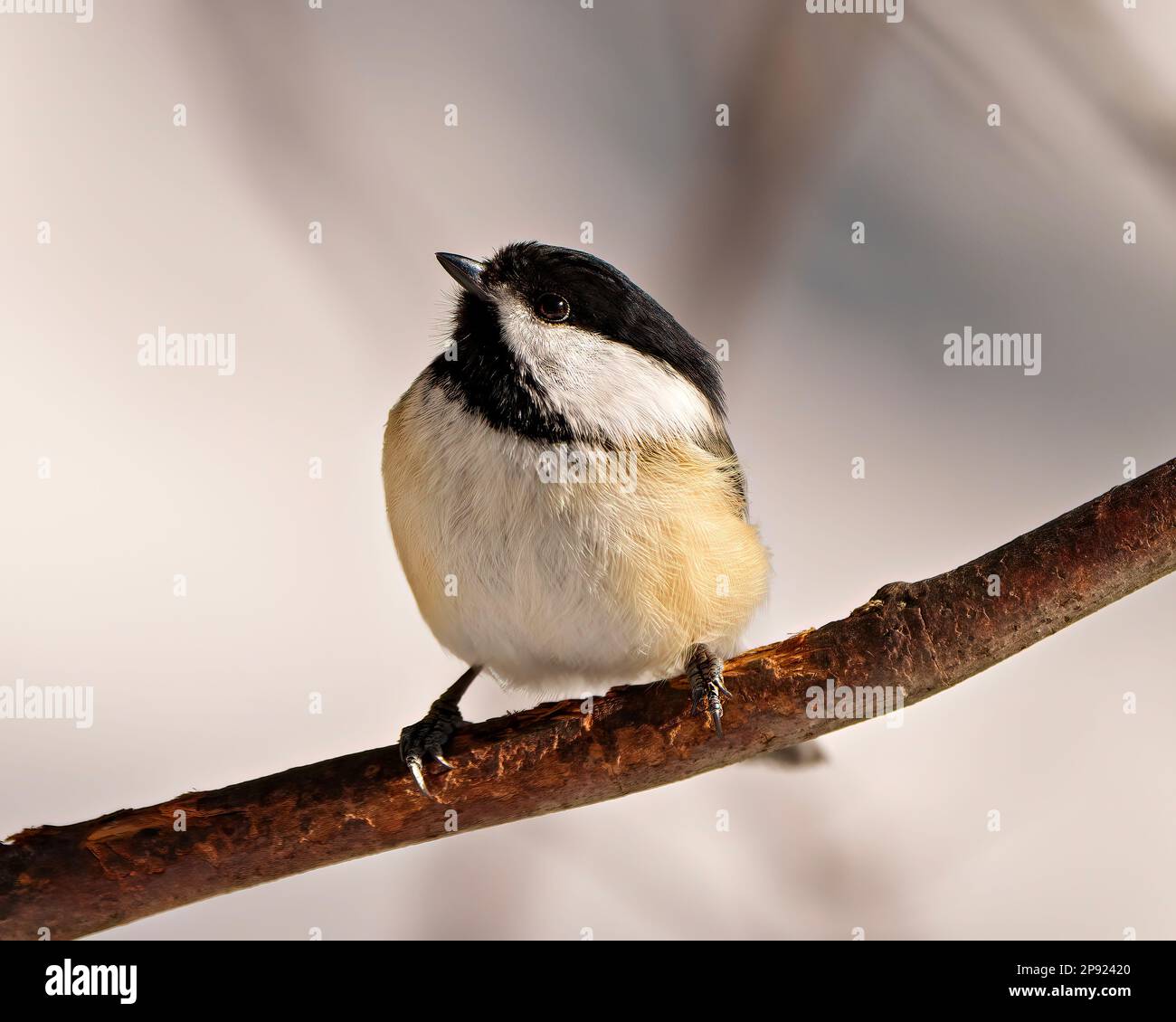 Chickadee close-up profile front view perched on a tree branch with ...