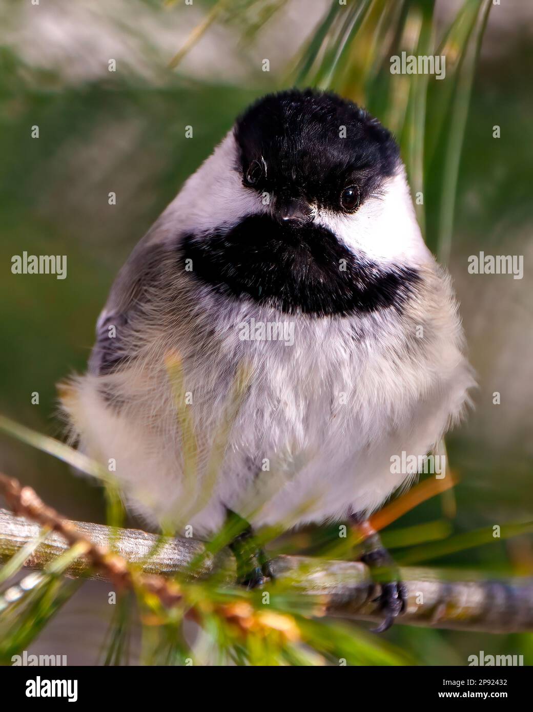 Chickadee close-up profile front view perched on a tree branch and ...