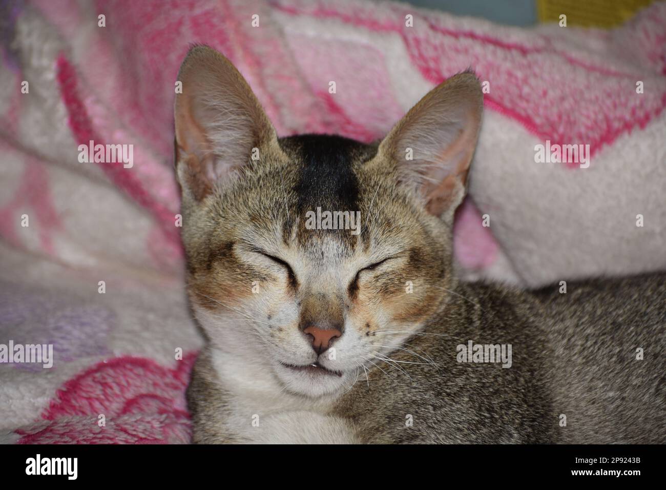 Indian domestic cat hi-res stock photography and images - Alamy