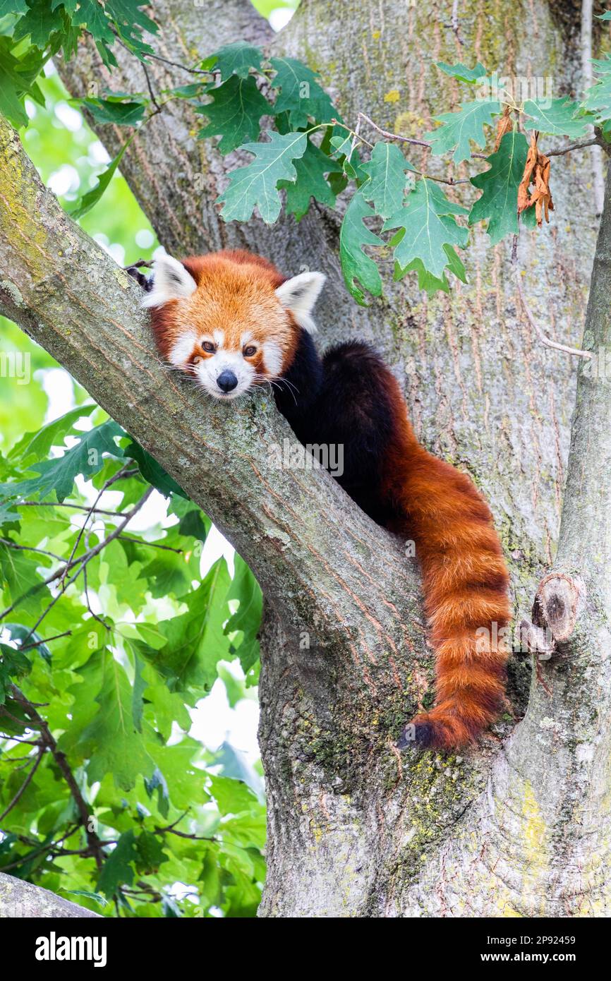 Red panda (Ailurus Fulgens) - - portrait. Cute animal resting lazy on a ...