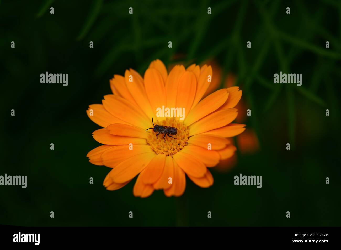 Orange marigold flower, marigold officinalis.Insect collecting nectar ...