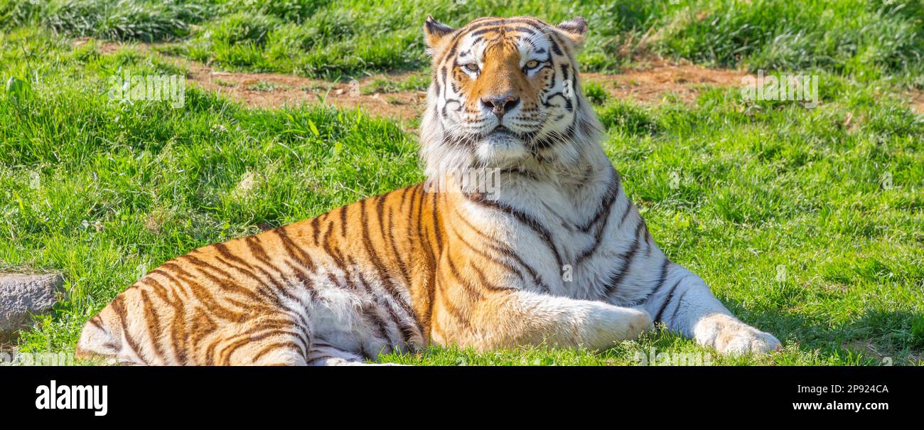 Angry tiger in a wildlife zoo - one of the biggest carnivore in nature ...
