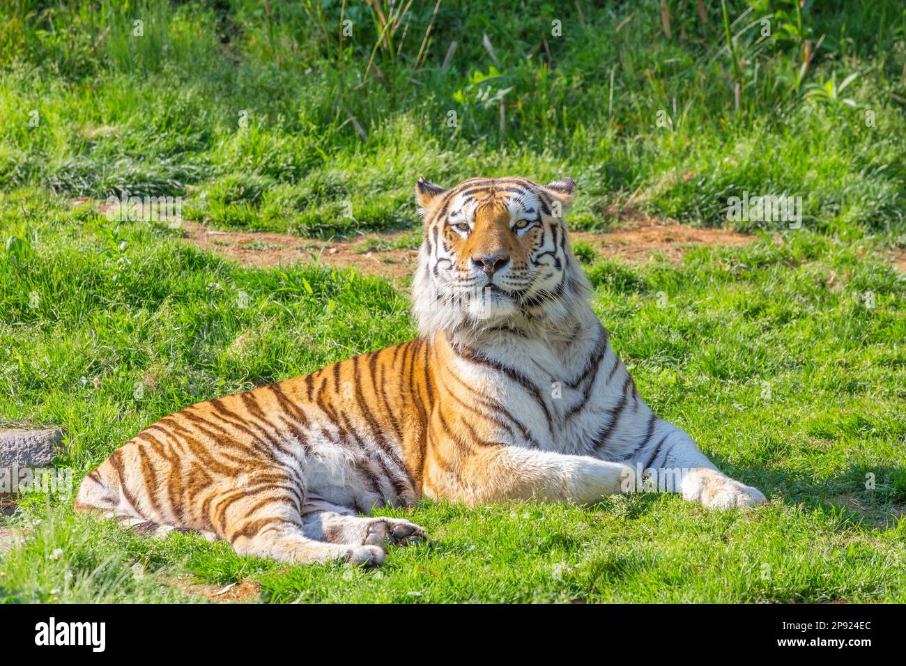 Angry tiger in a wildlife zoo - one of the biggest carnivore in nature ...