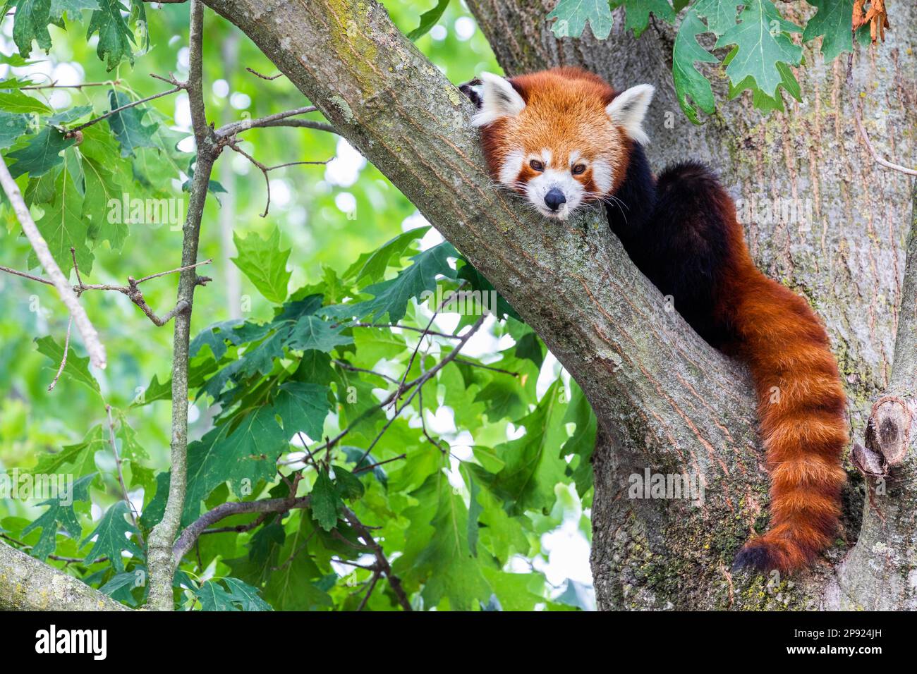 Red panda (Ailurus Fulgens) - - portrait. Cute animal resting lazy on a ...