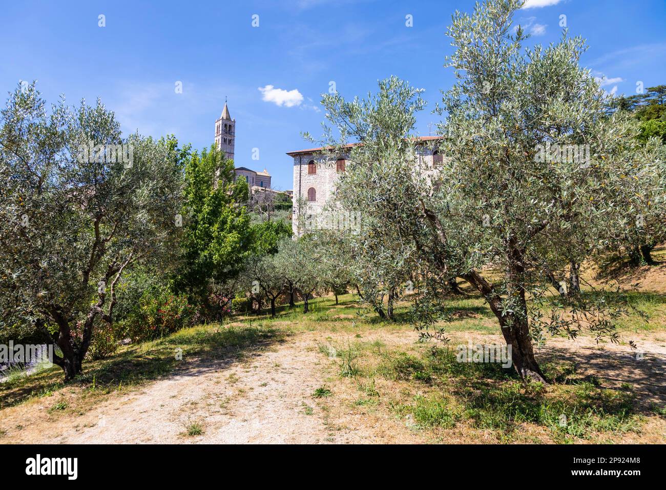 Olive trees in Assisi village in Umbria region, Italy. The town is famous for the most important ...