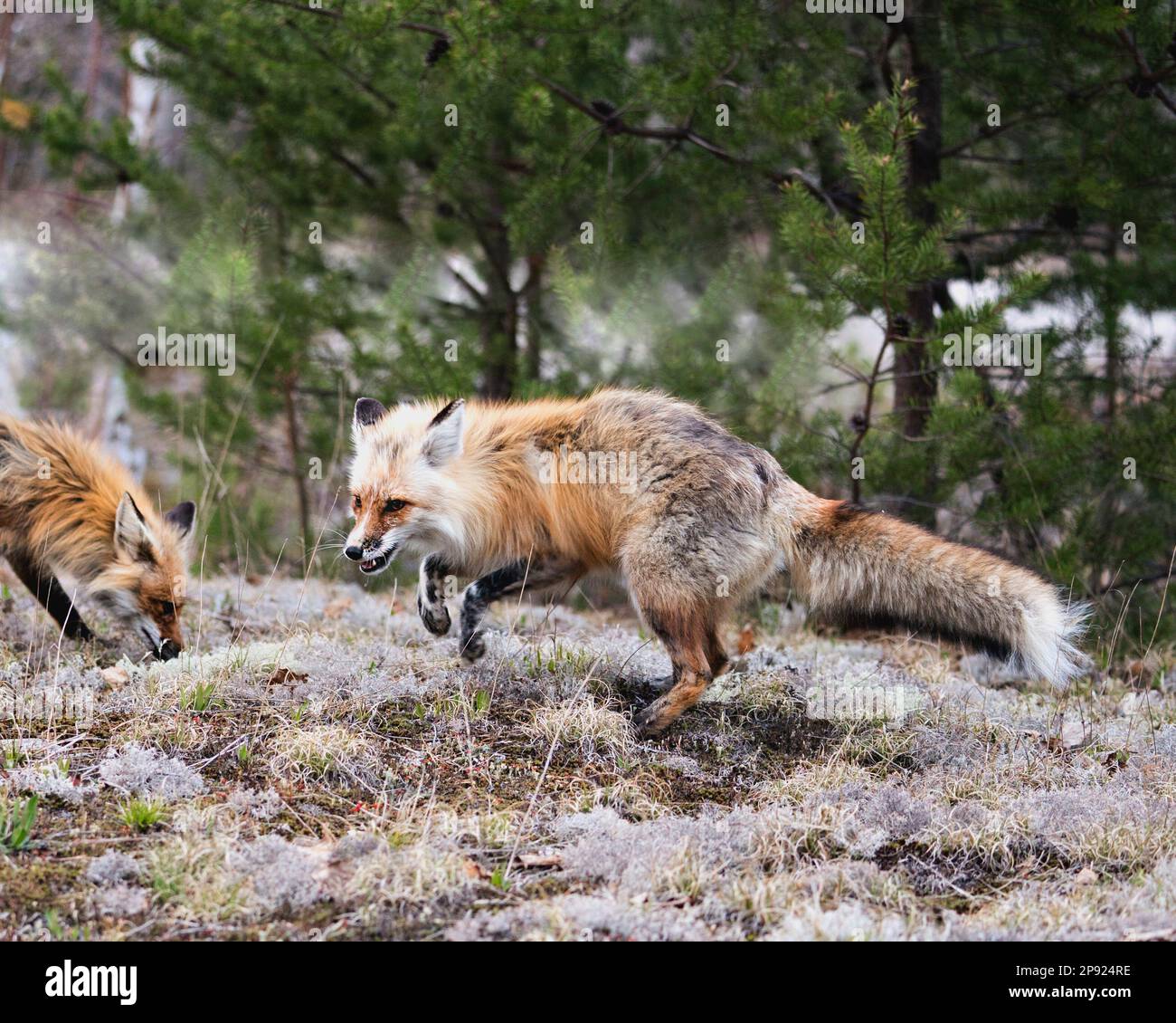 Red fox couple interacting in the forest with a spruce trees background ...