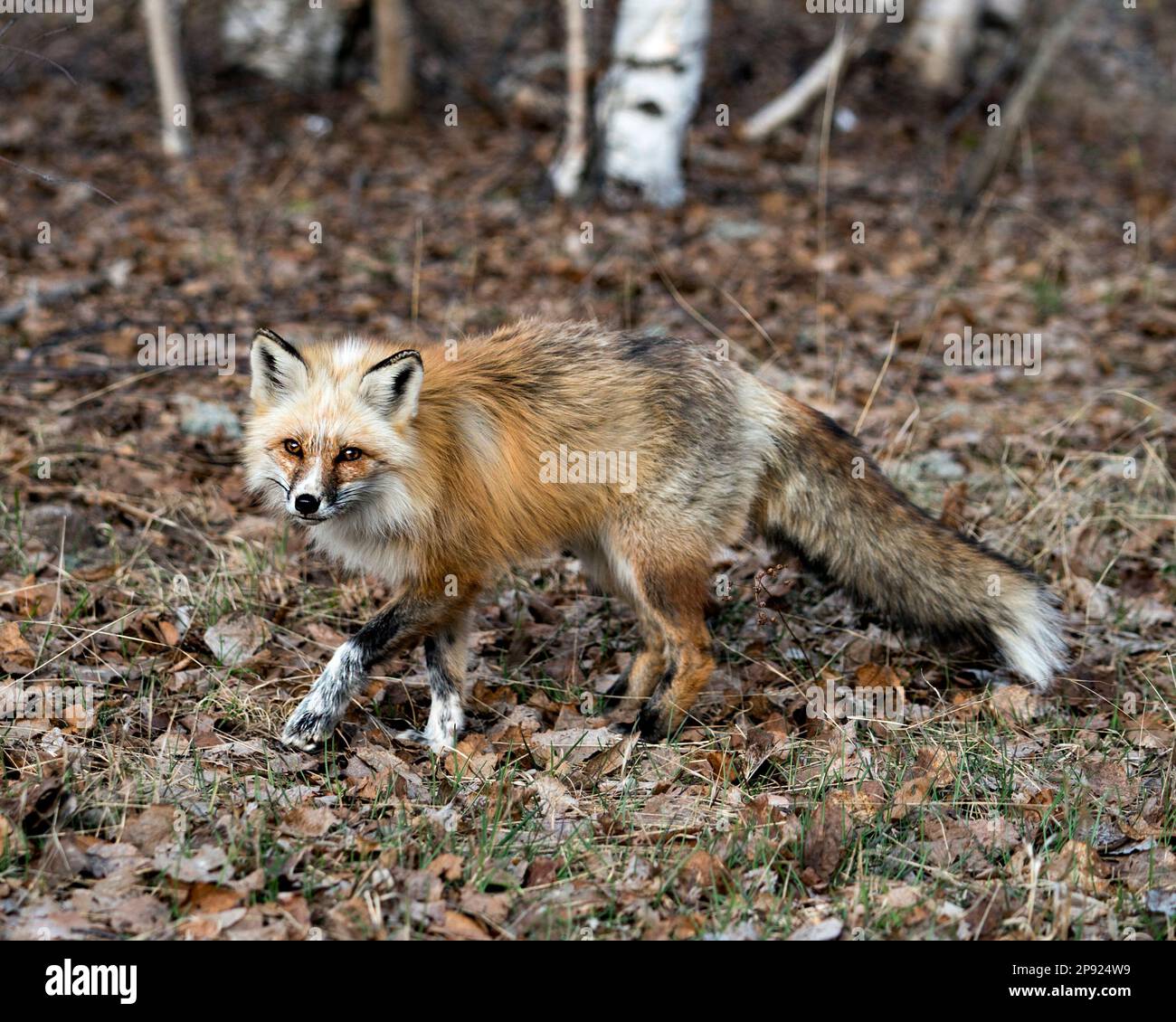 Red unique fox close-up profile side view in the spring season in its ...
