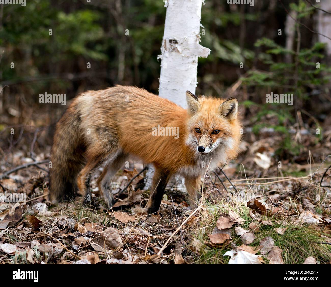 Red fox close-up profile view in the spring season displaying fox tail ...