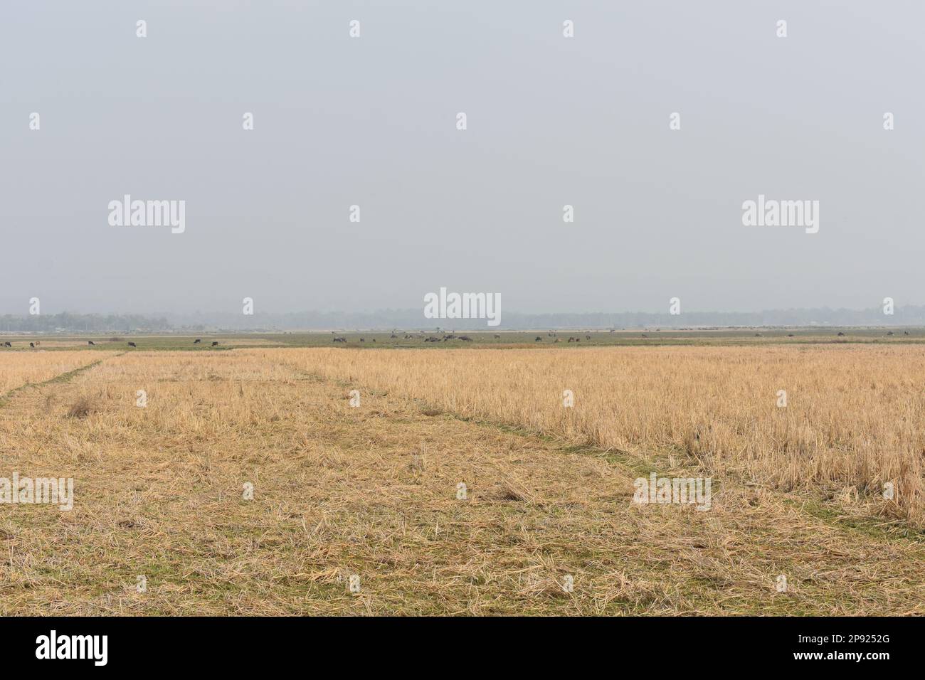 Paddy field scenery hi-res stock photography and images - Alamy