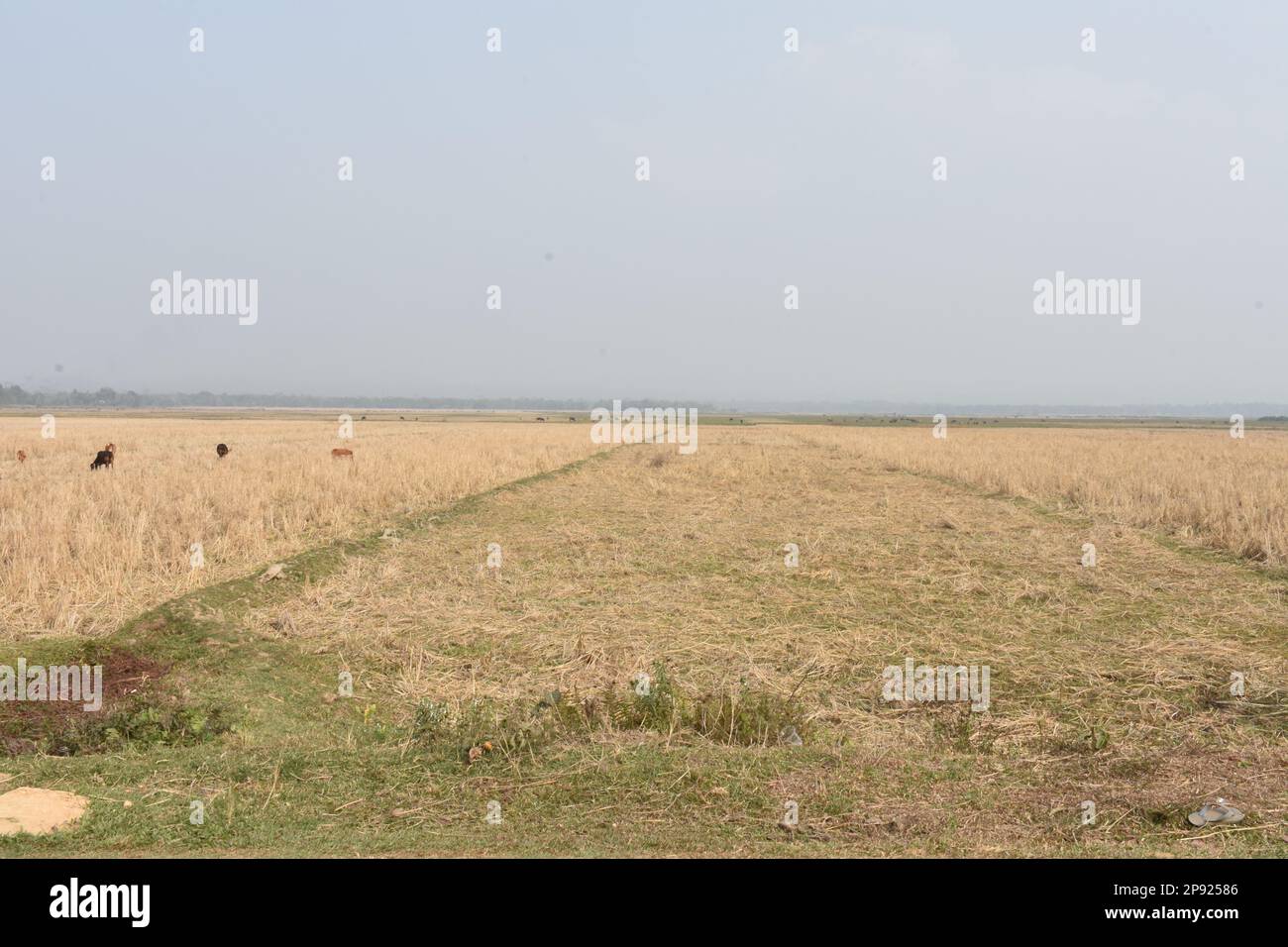 Paddy field scenery hi-res stock photography and images - Alamy