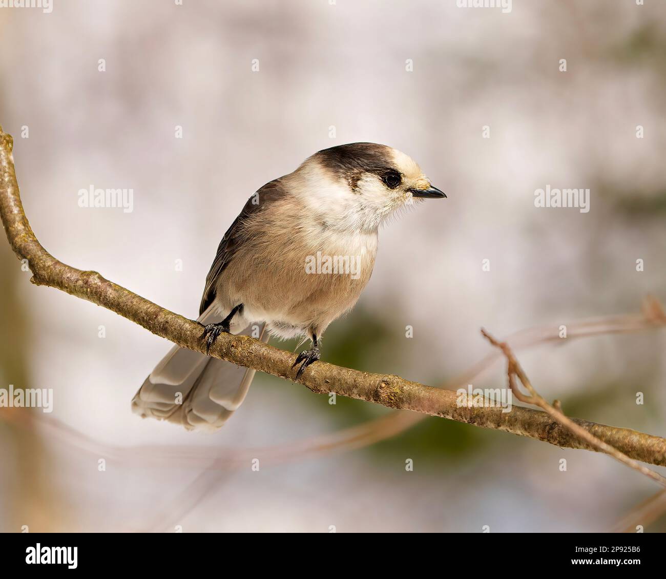 Gray Jay perched on a tree branch displaying grey and white plumage in ...