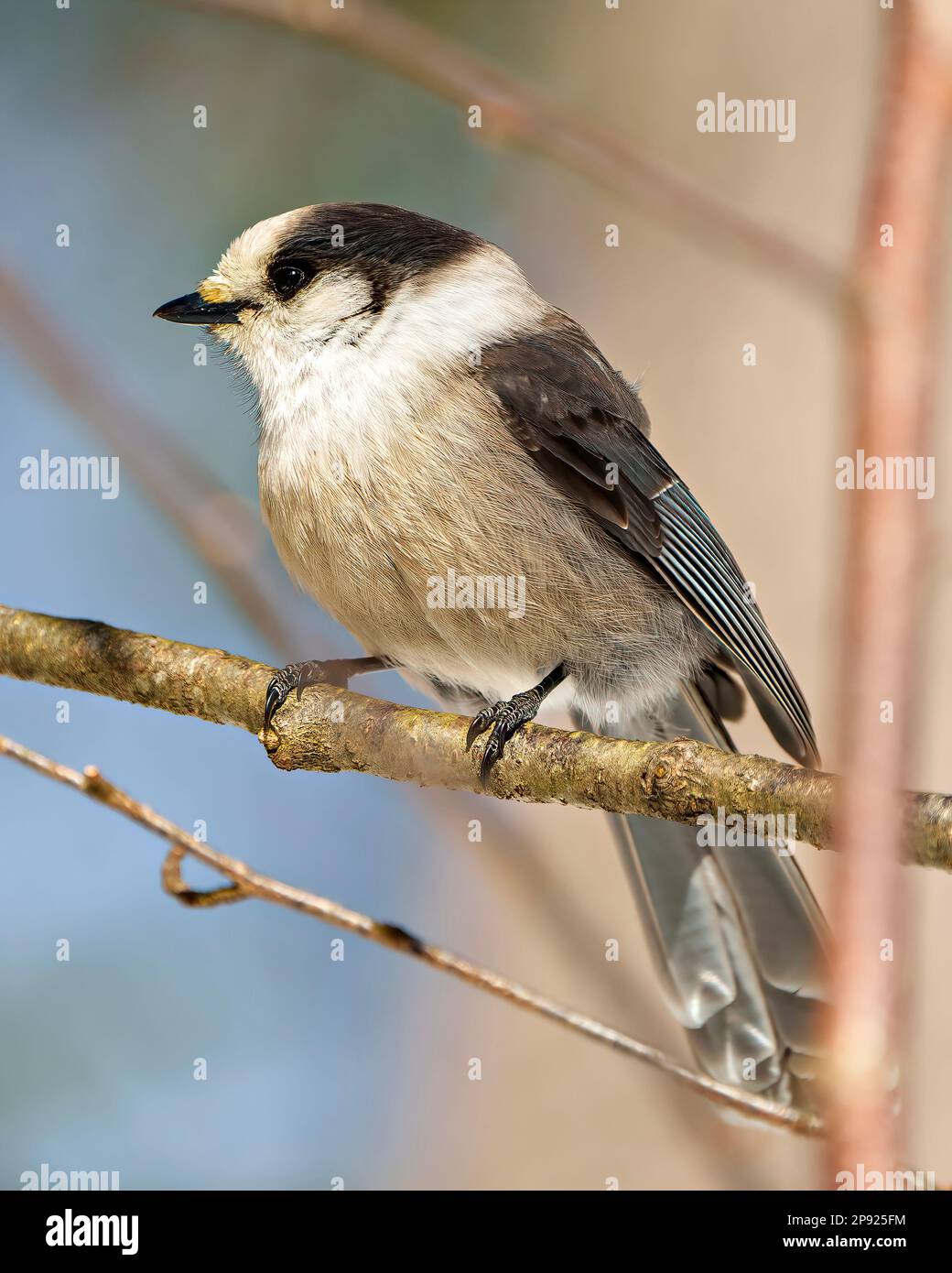 Gray Jay perched on a tree branch displaying grey and white plumage in ...