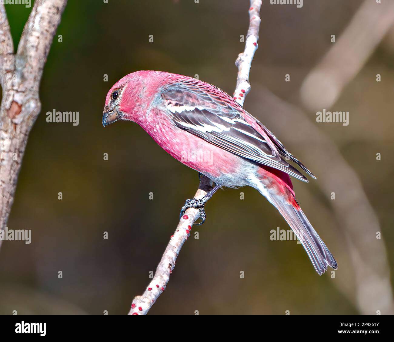Grosbeak male perched on a branch with a blur forest background in its ...