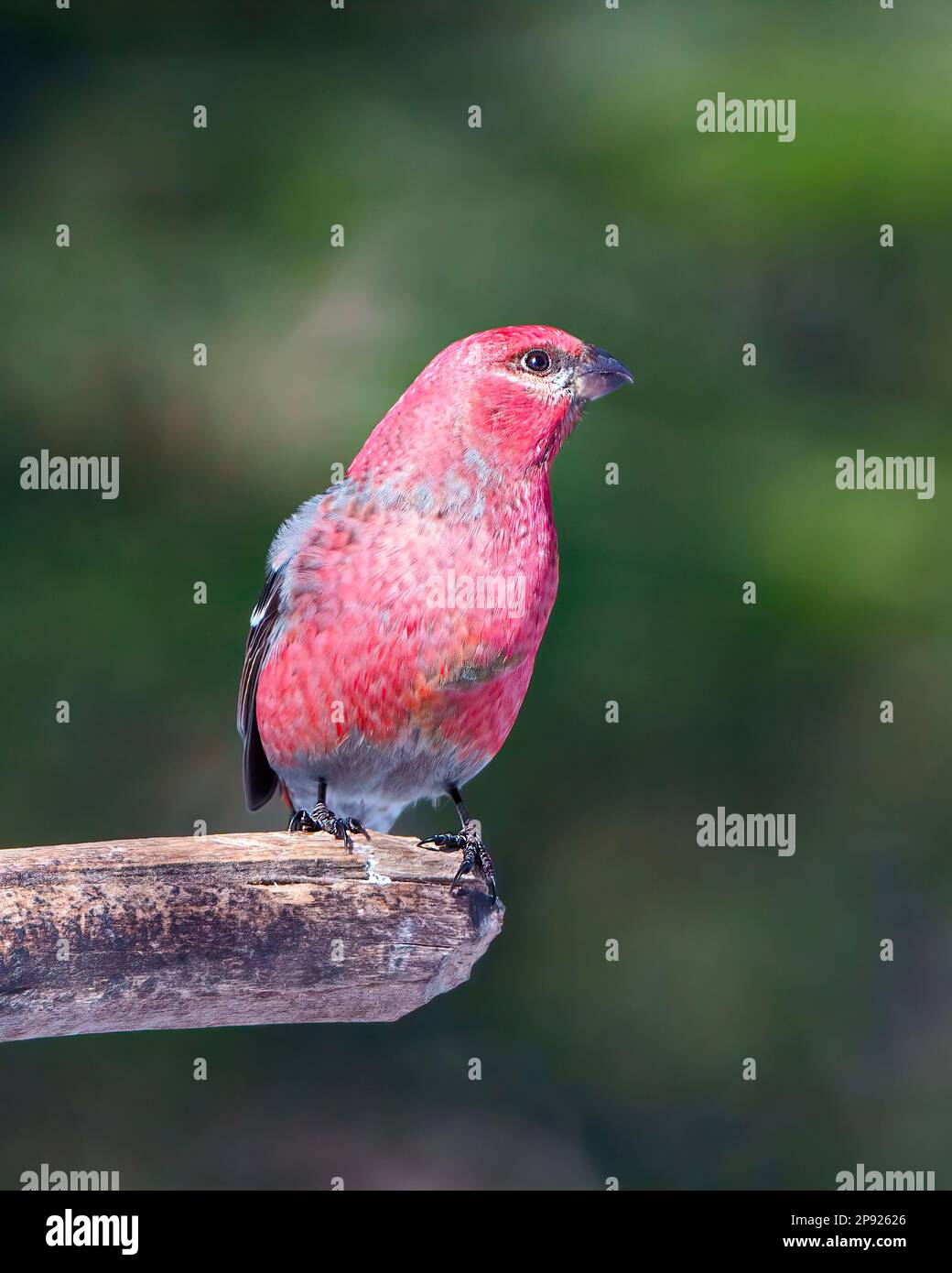 Grosbeak male perched on a branch with a blur forest background in its ...