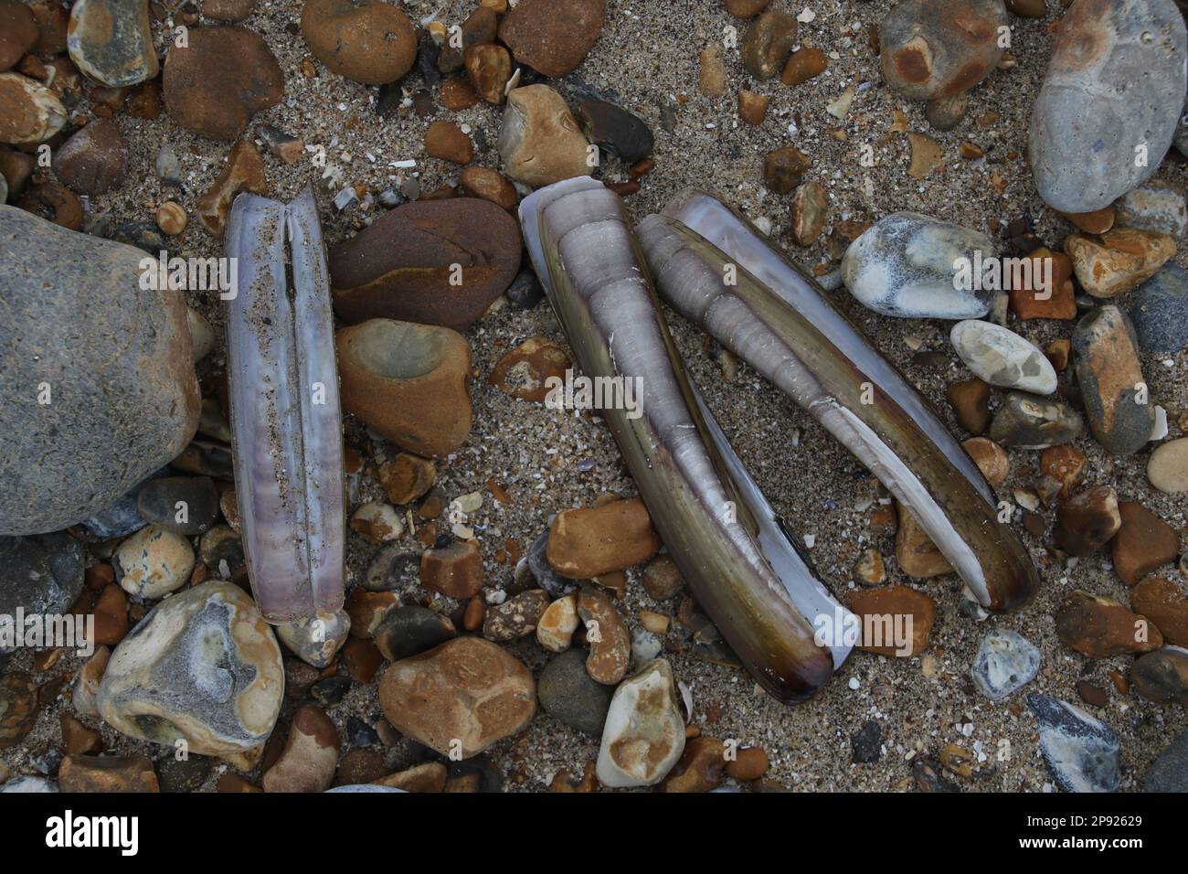 razorfish shells on a sea shore Stock Photo - Alamy