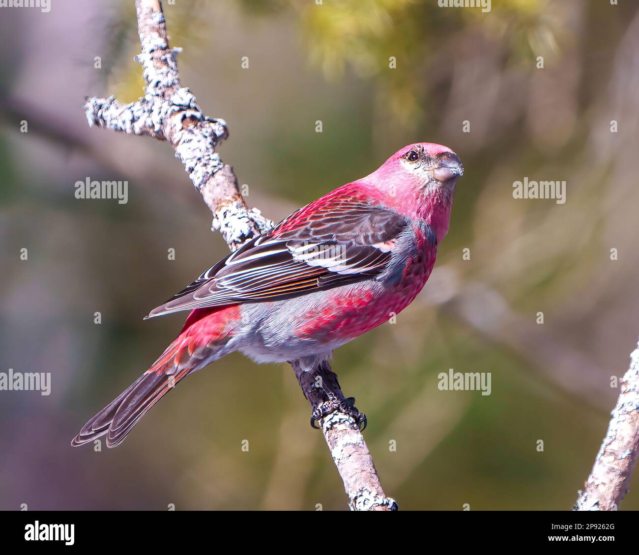Grosbeak male perched on a branch with a blur forest background in its ...